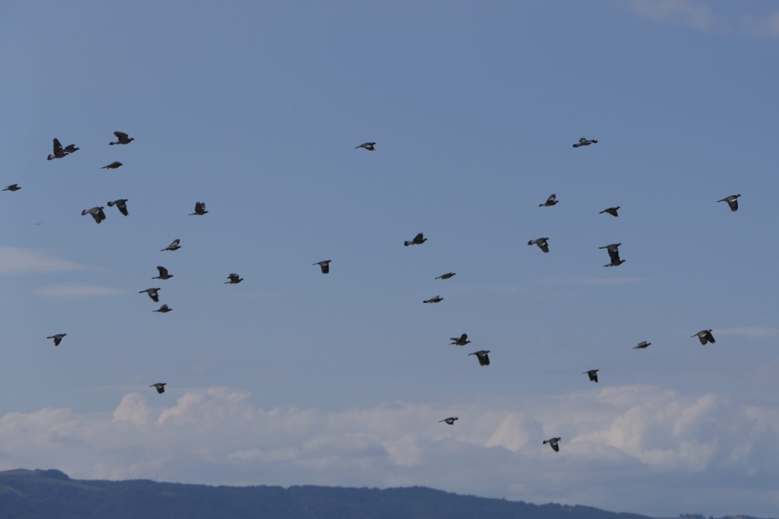 LA PALOMBE, OISEAU SAUVAGE PAR EXCELLENCE | chasse et nature